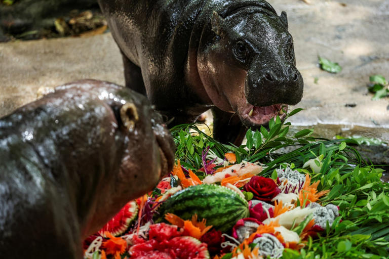 Thailand’s internet-famous baby hippo Moo Deng celebrates first ...