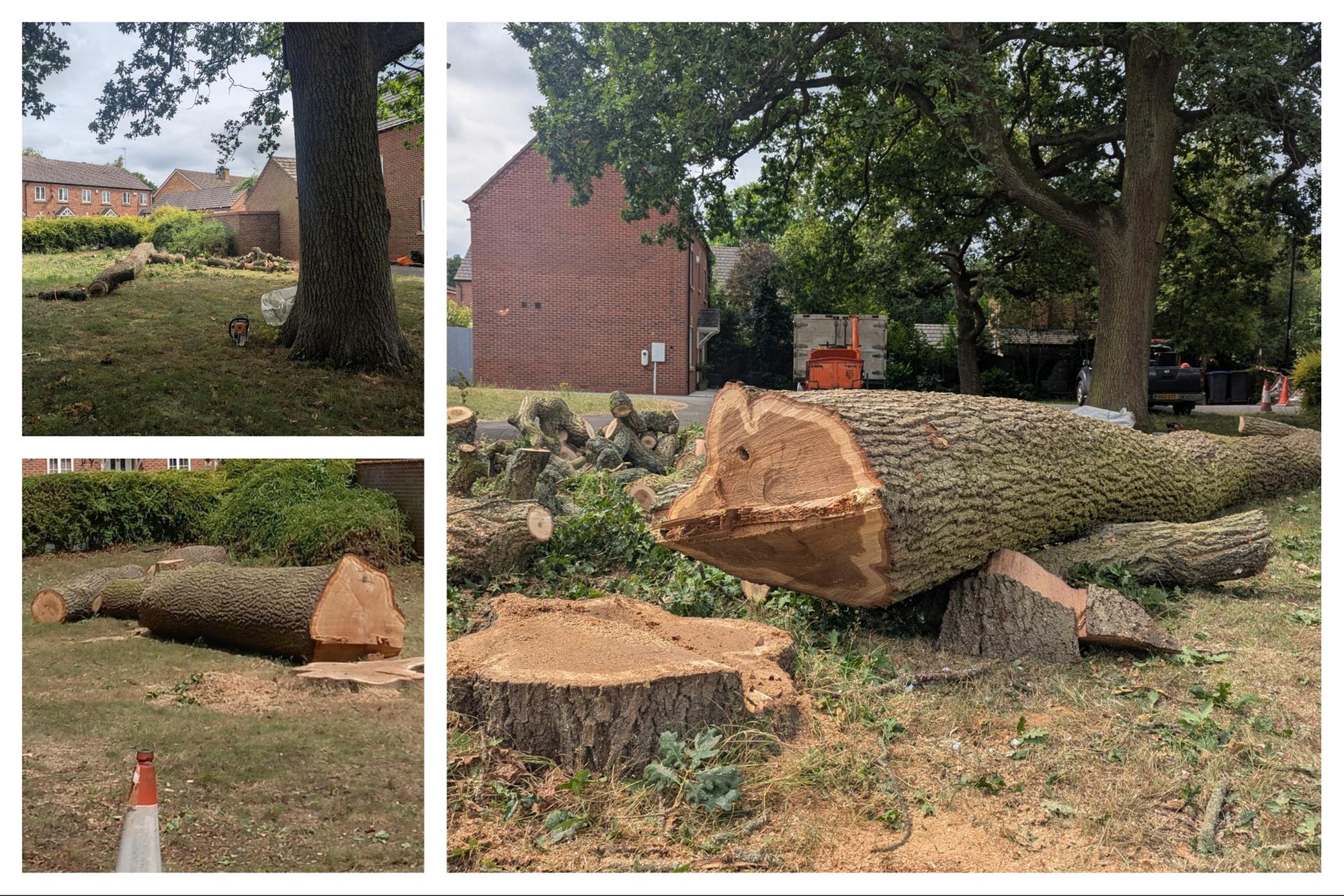 ‘Felling two much-loved oak trees in Rugby borough village could have ...