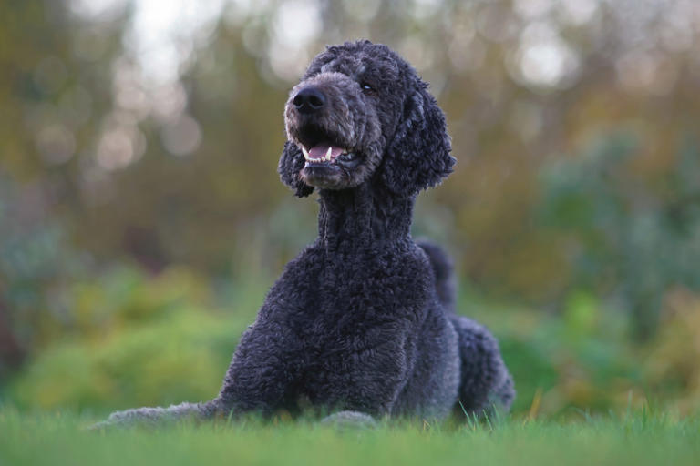 7 Bubbliest Dog Breeds That Experts Say Are Joy in Fur Form