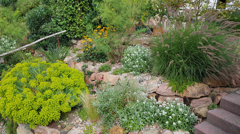 12 Beautiful Perennials For Your Sunny Rock Garden