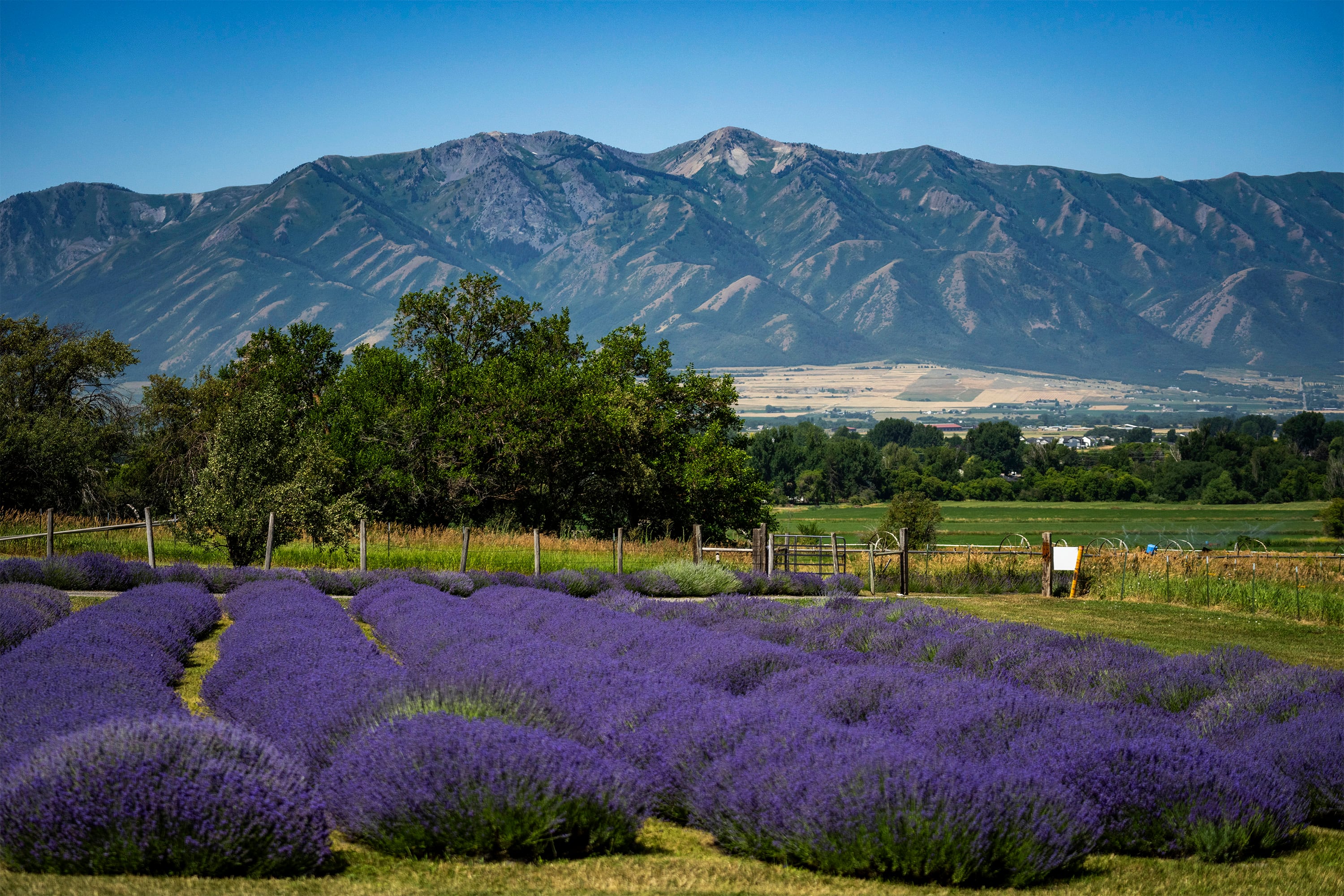 This lavender farm in northern Utah was inspired by France. It’s ...