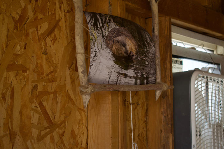 This northern Utah valley was once full of beavers. The critters could ...