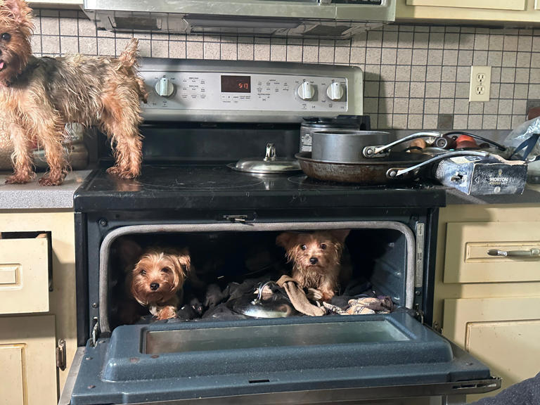 ‘These dogs have suffered for a very long time’: 100+ dogs rescued from ...