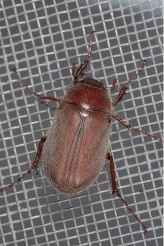 These 'clumsy' beetles sometimes end up stuck in your hair. What to ...