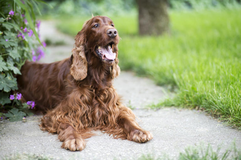 7 Bubbliest Dog Breeds That Experts Say Are Joy in Fur Form