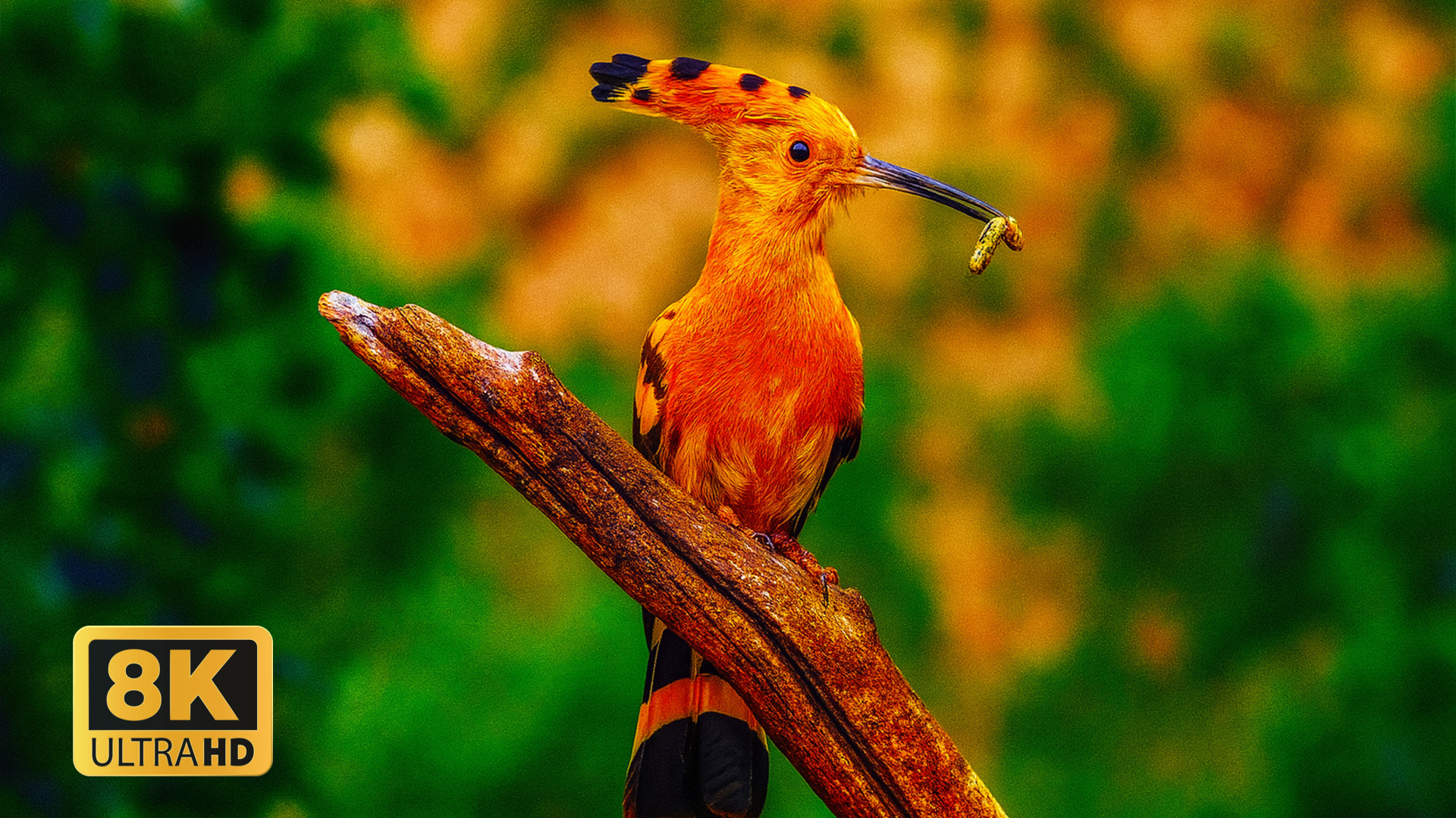 Explosive Colors in Stunning 8K HDR at 120FPS – Dolby Vision™ ULTRA HD ...