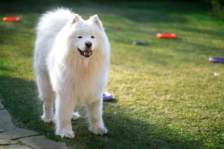 7 Bubbliest Dog Breeds That Experts Say Are Joy in Fur Form