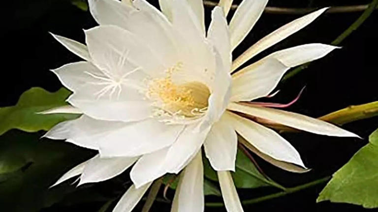 Rare monsoon flowers of India: 5 wildflowers that only bloom in rainy ...