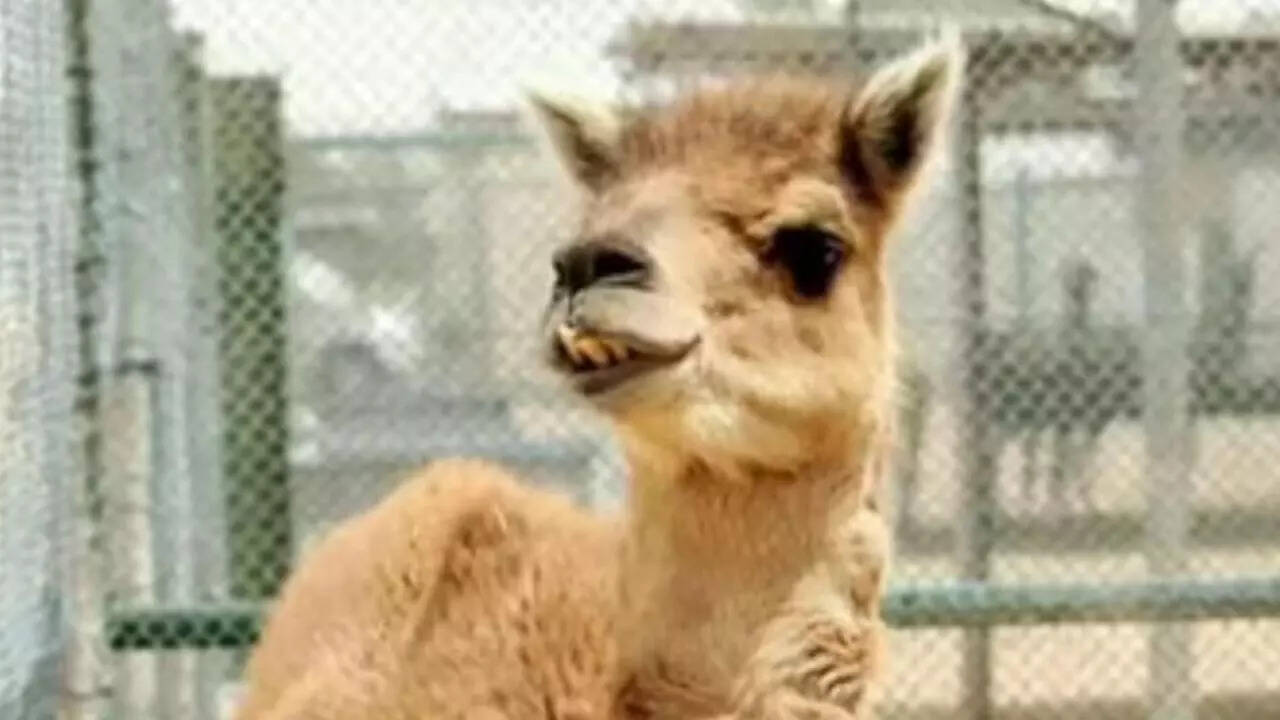 6 hybrid animals that look fake but are shockingly real