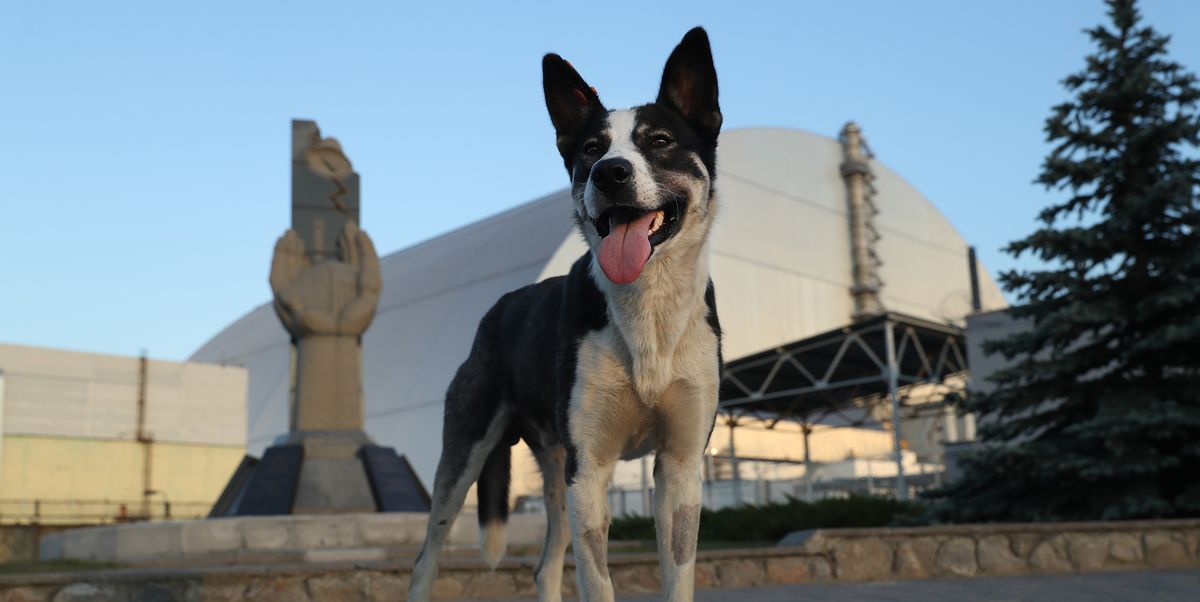 The Miracle Dogs of Chernobyl Have Evolved Into Something New, Studies Show