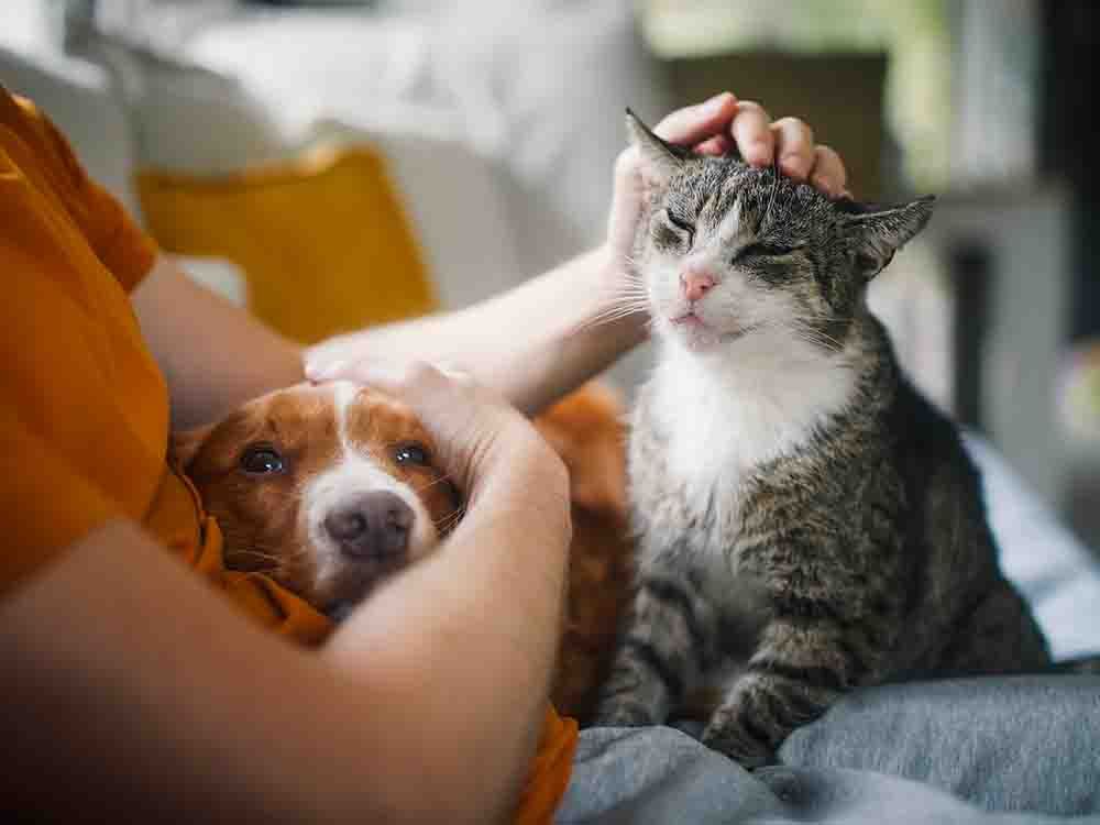 How to save money and plan so pets can thrive along with your budget