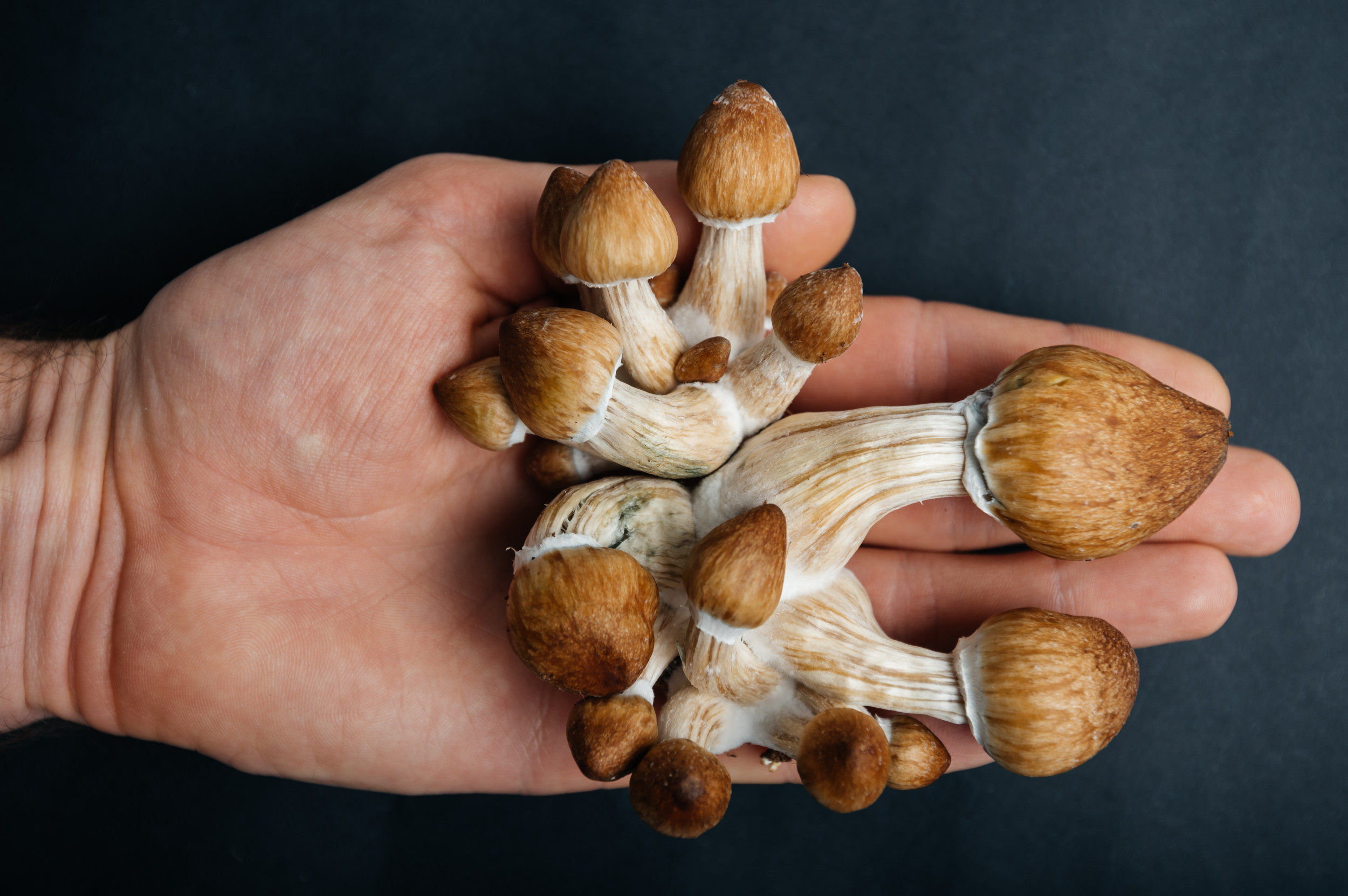 Psychedelic drug may slow aging