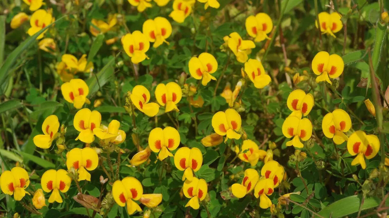 Rare monsoon flowers of India: 5 wildflowers that only bloom in rainy ...