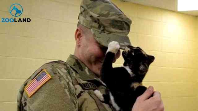 Man Wanted To Adopt A Shelter Dog But A Kitten Found Him Instead