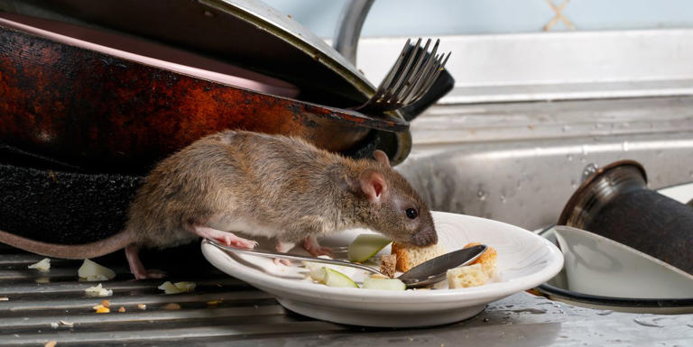 Health Inspectors Reveal The WORST Things They've Found In Restaurant ...