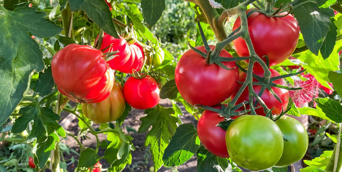 Everything Pros Want You to Know About How Tomatoes Grow