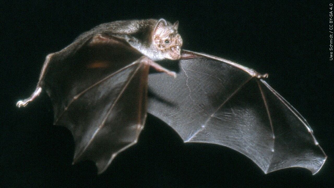 Bat in Lucas County tests positive for rabies, health department issues ...