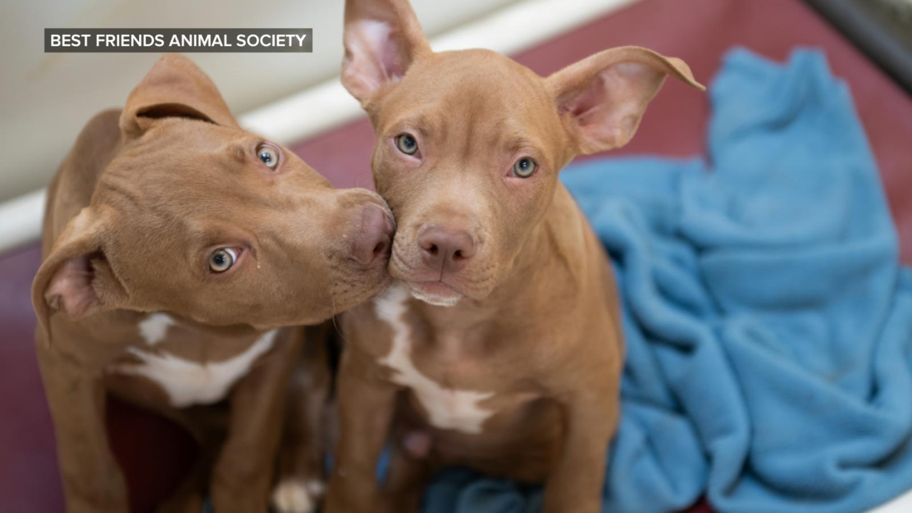 Animal rescue groups take in displaced pets after deadly floods