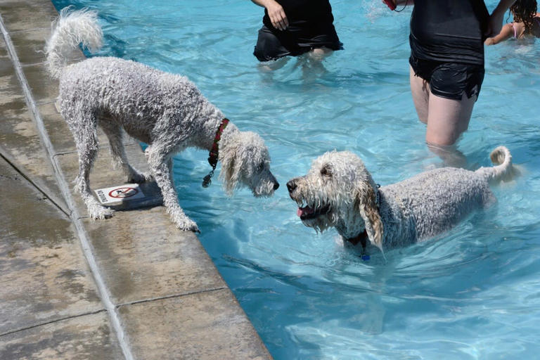 Labradoodle Mom Teaching Her Pup How To Swim Is the Ultimate Summer ...