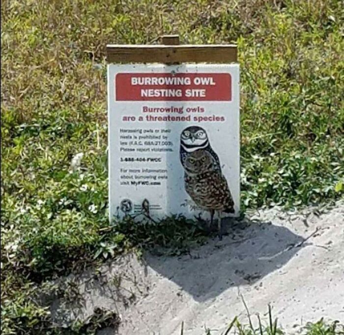 ‘When You See It’: 39 Perfectly Camouflaged Things That Will Probably ...