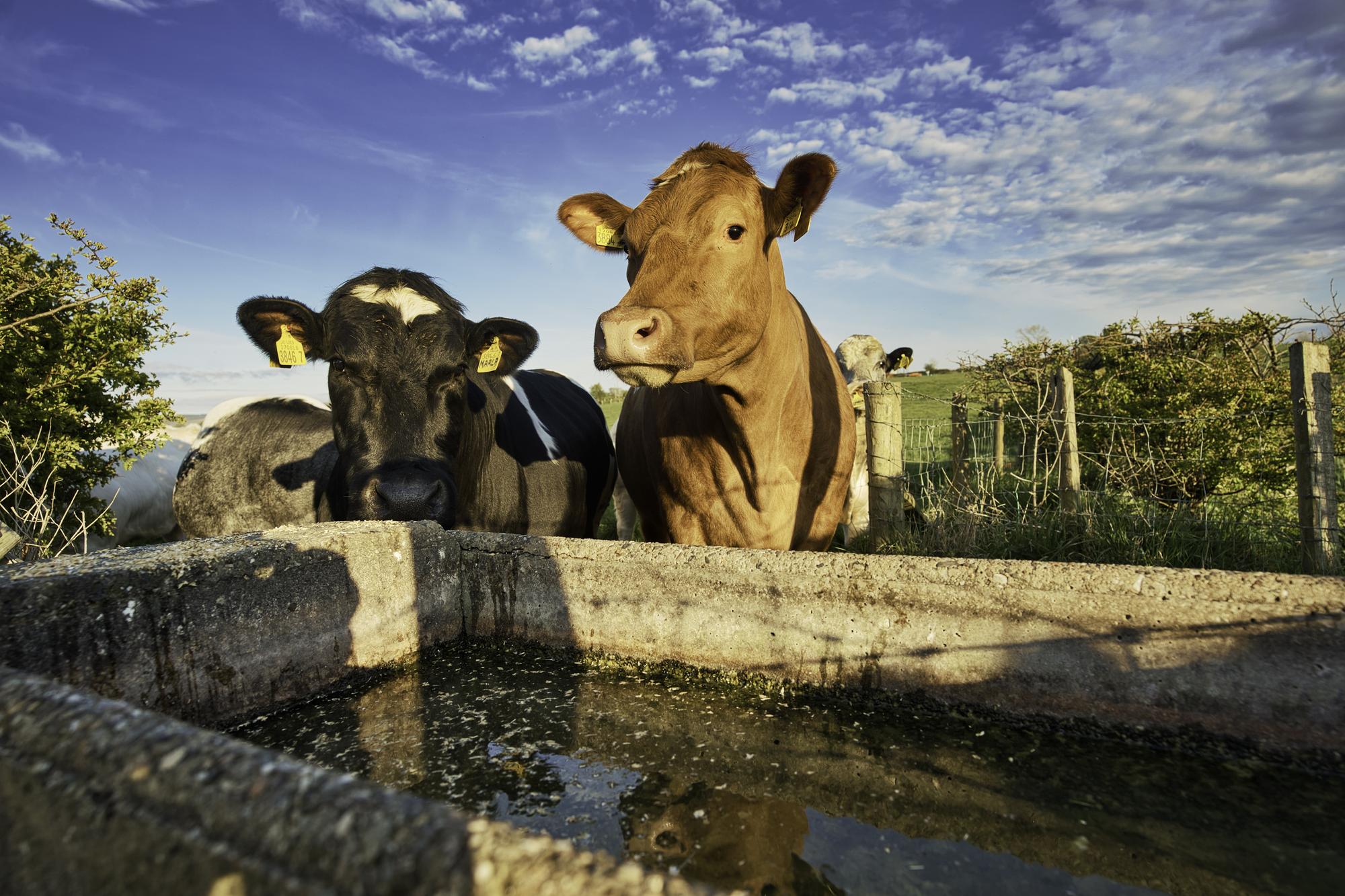 Farmers, don't let leaks milk you dry this heatwave