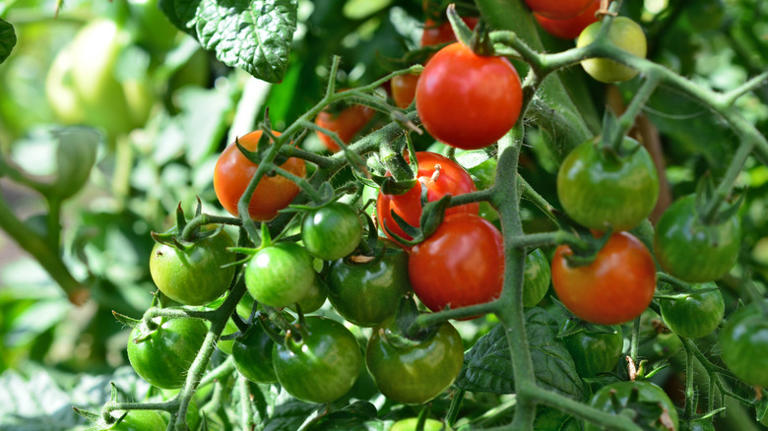 The Overlooked Veggie You Should Plant With Tomatoes For A Harvest Full ...