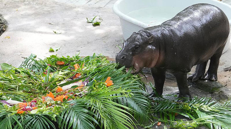 Thailand’s star baby hippo Moo Deng celebrates her first birthday