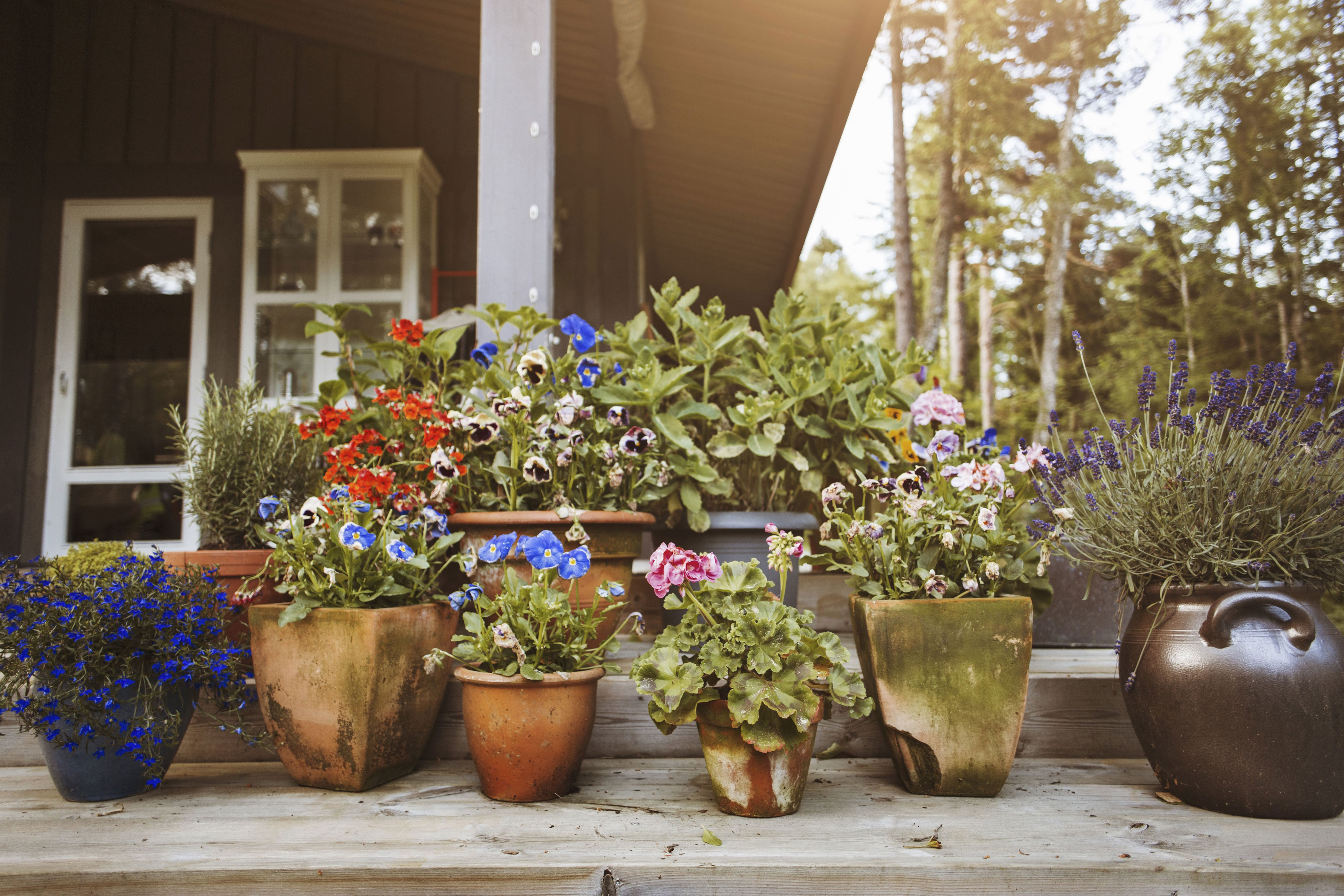 Some Plants Do Better in Containers—Here's Why