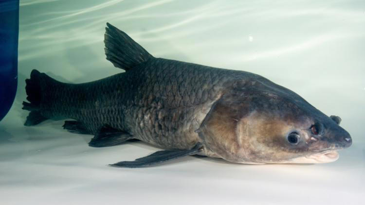 Arkansas anglers can earn $100 by catching black carp for AGFC's invasive species research