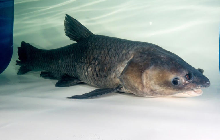 Cash in black carp for $100 and help invasive species research
