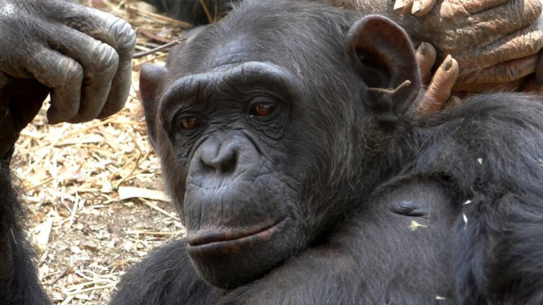 It’s not just humans – chimpanzees also like to follow trends, study shows