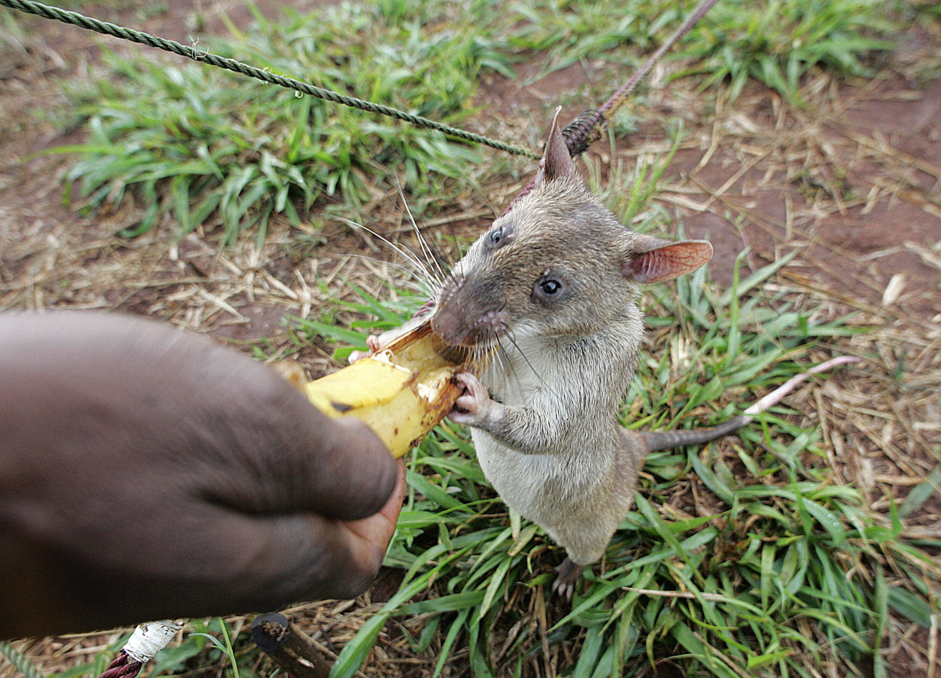 The most rat-infested countries in the world
