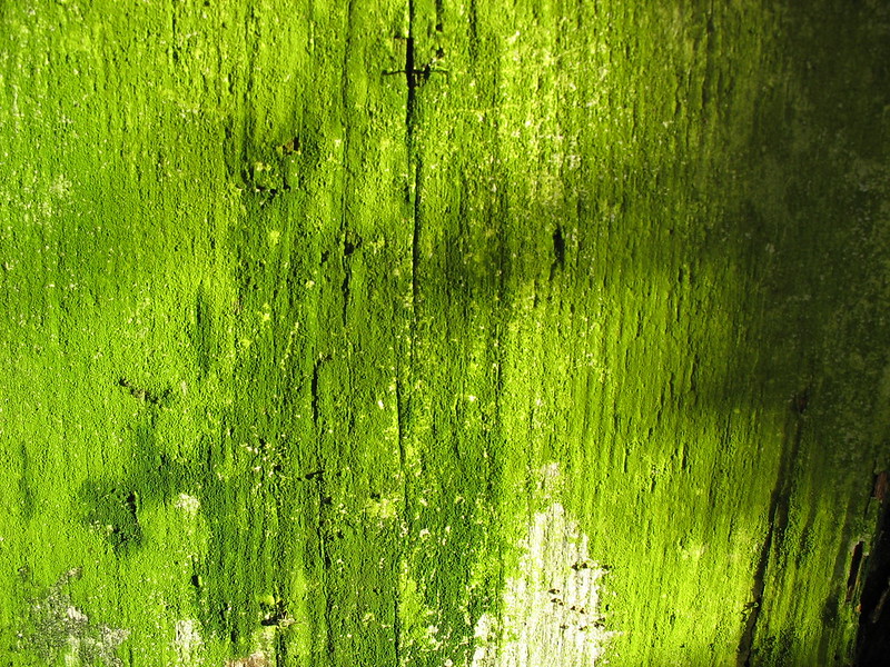 15 Amazing Examples of Bio-Architecture Around the World