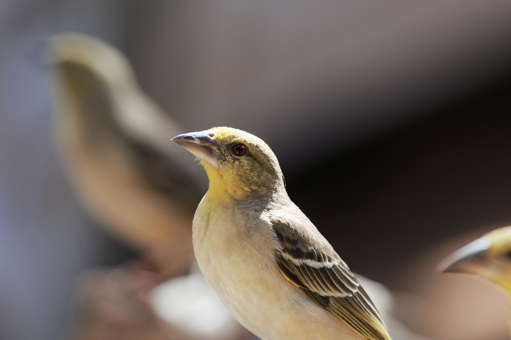 Birds that cannot fly but run fast