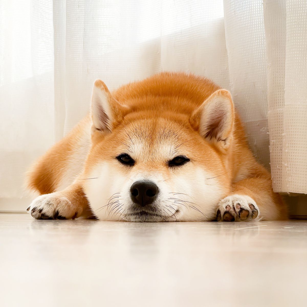 40 cutest dog breeds you'll want to cuddle