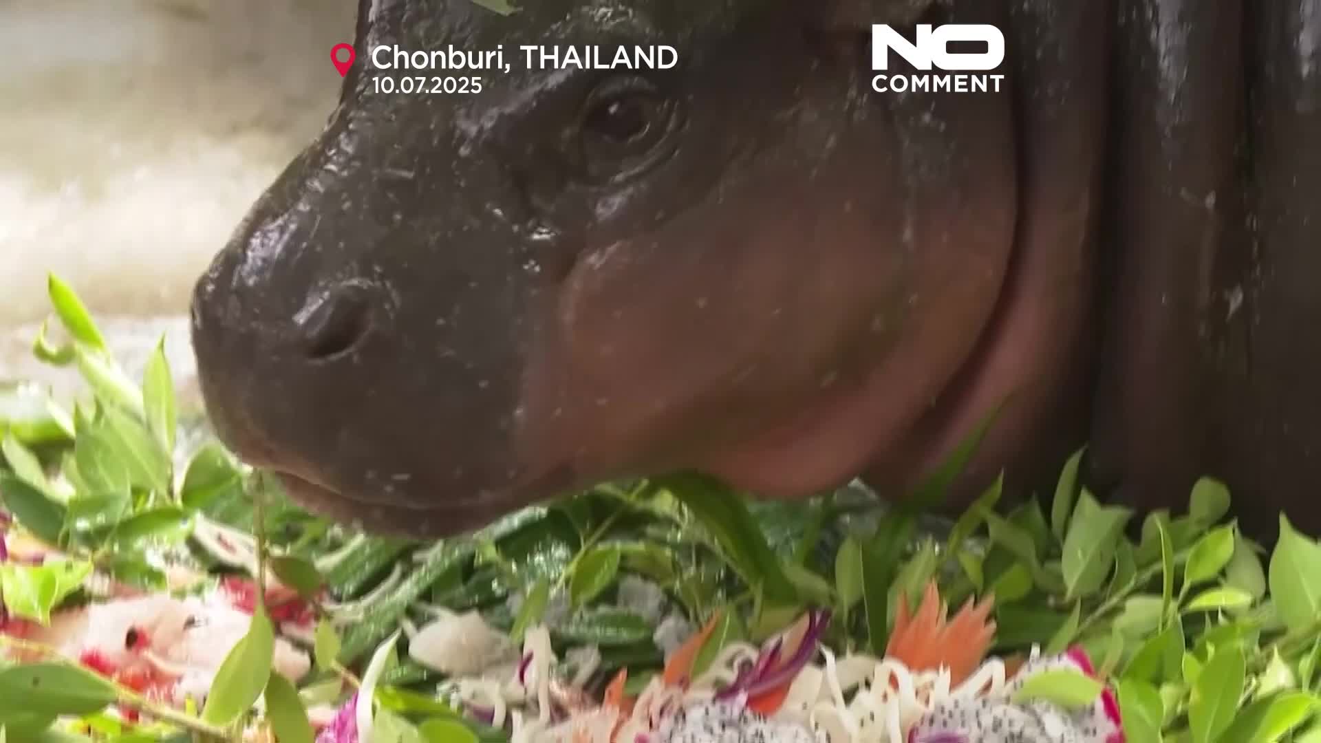 Thailand’s star baby hippo Moo Deng celebrates her first birthday