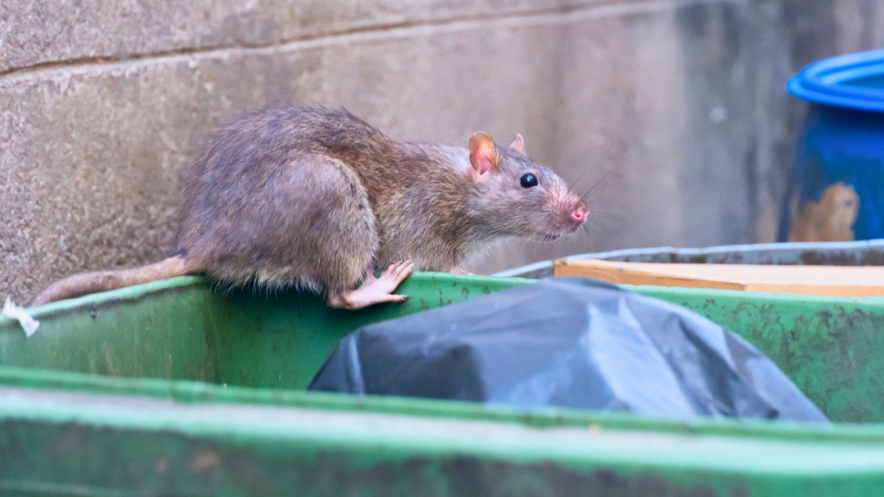 7 Things in the Trash That Attract Rats Instantly