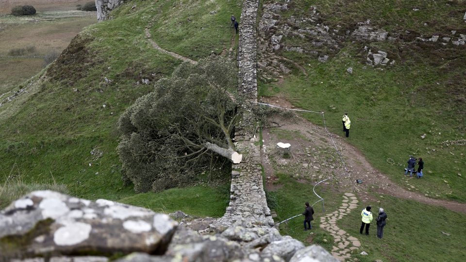 A piece of the illegally felled Sycamore Gap tree is going on display ...