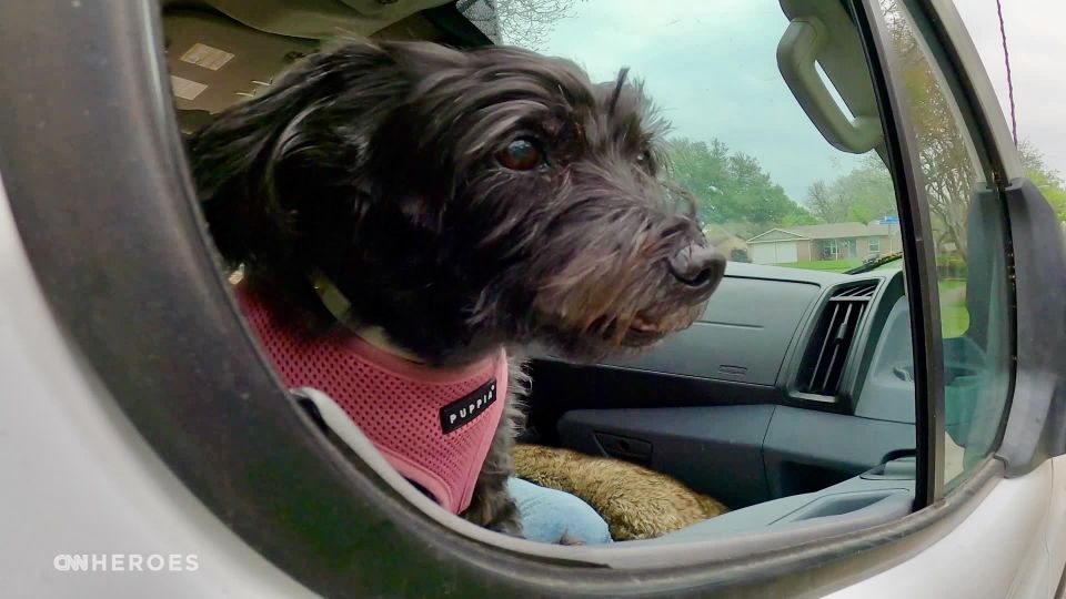 A decade of Dogs Matter: How this foster program has saved thousands of ...