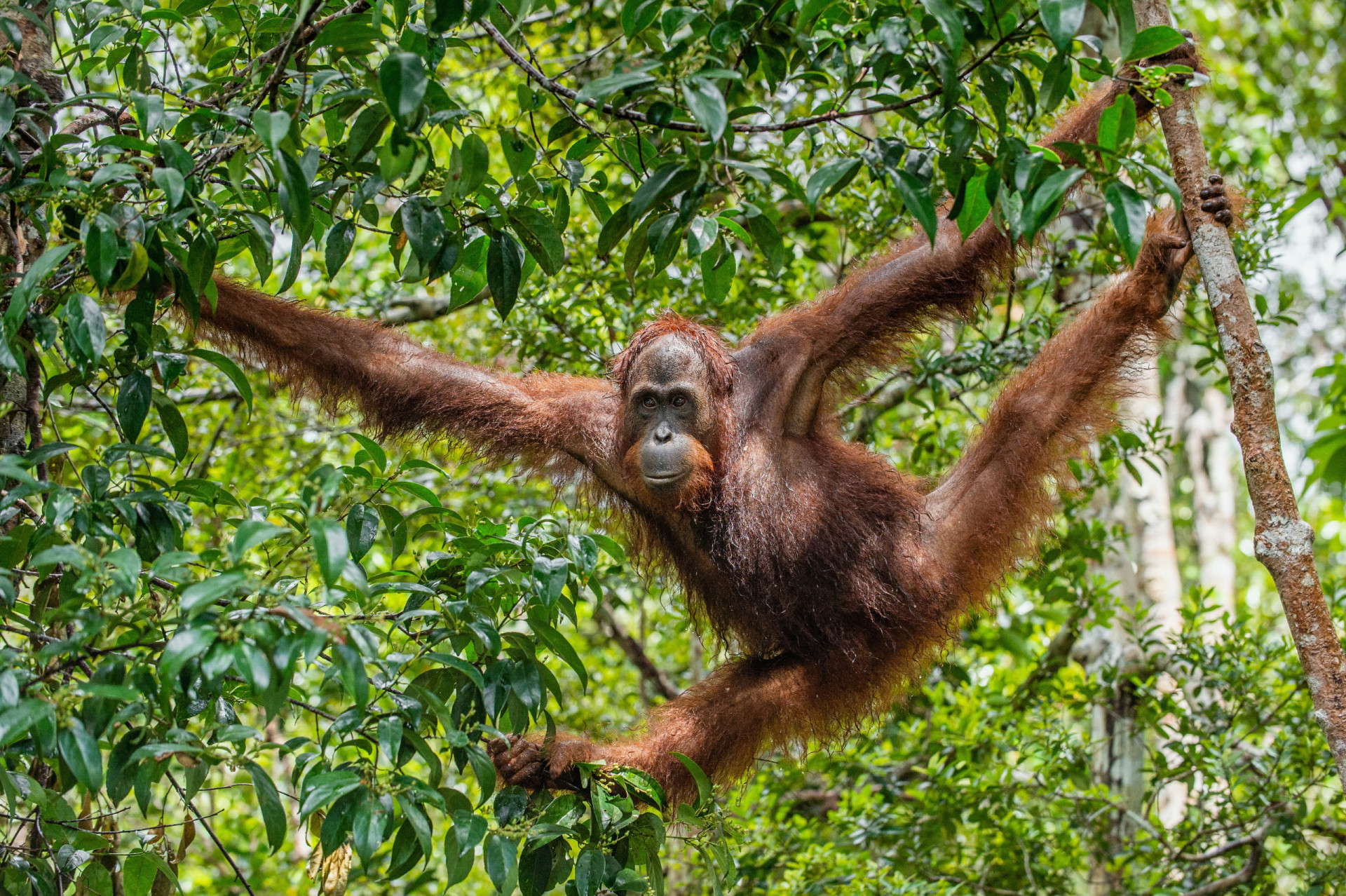 The life of the tree-dwelling orangutan