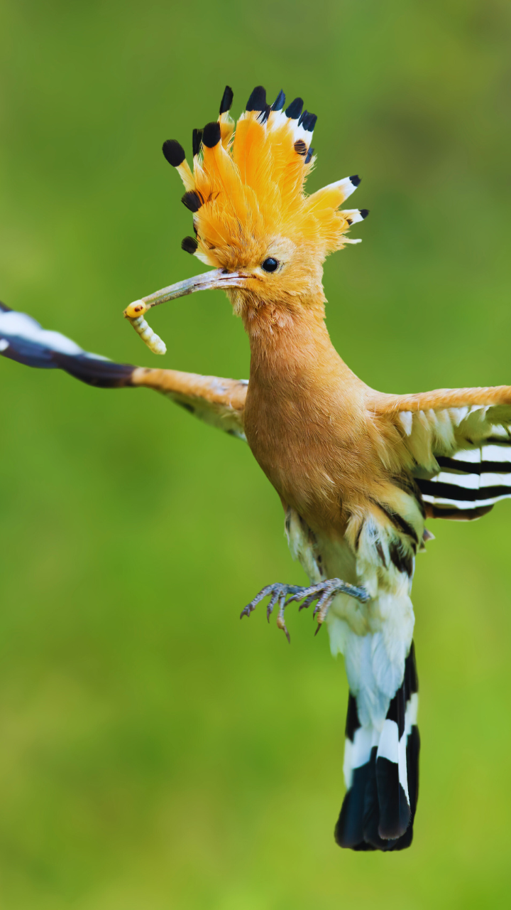 8 fascinating striped animals and where to spot them in the wild
