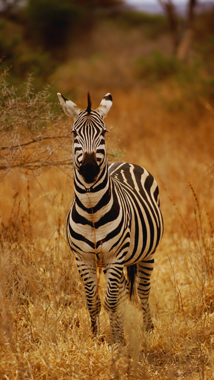 8 fascinating striped animals and where to spot them in the wild
