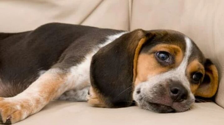 Is Your Dog Bored? 3 DIY Brain Games to Keep Them Happy