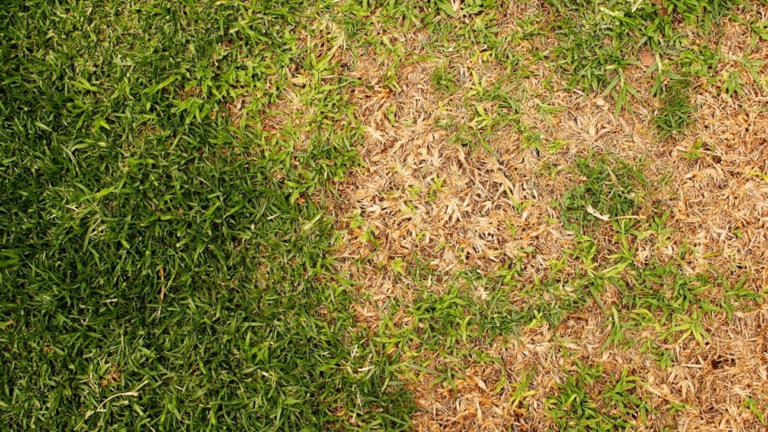 How to Fix the Brown Patches in Your Lawn