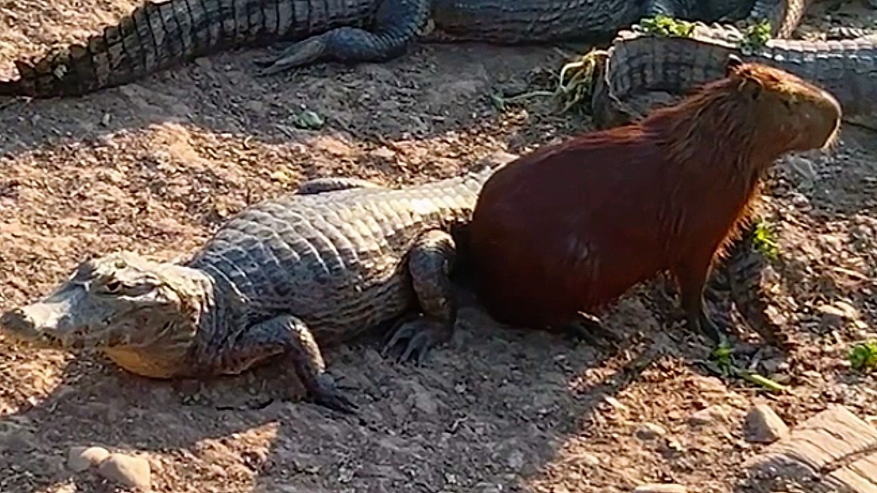 Nerves of steel! Brave capybara calmly strolls around dozens of caimans