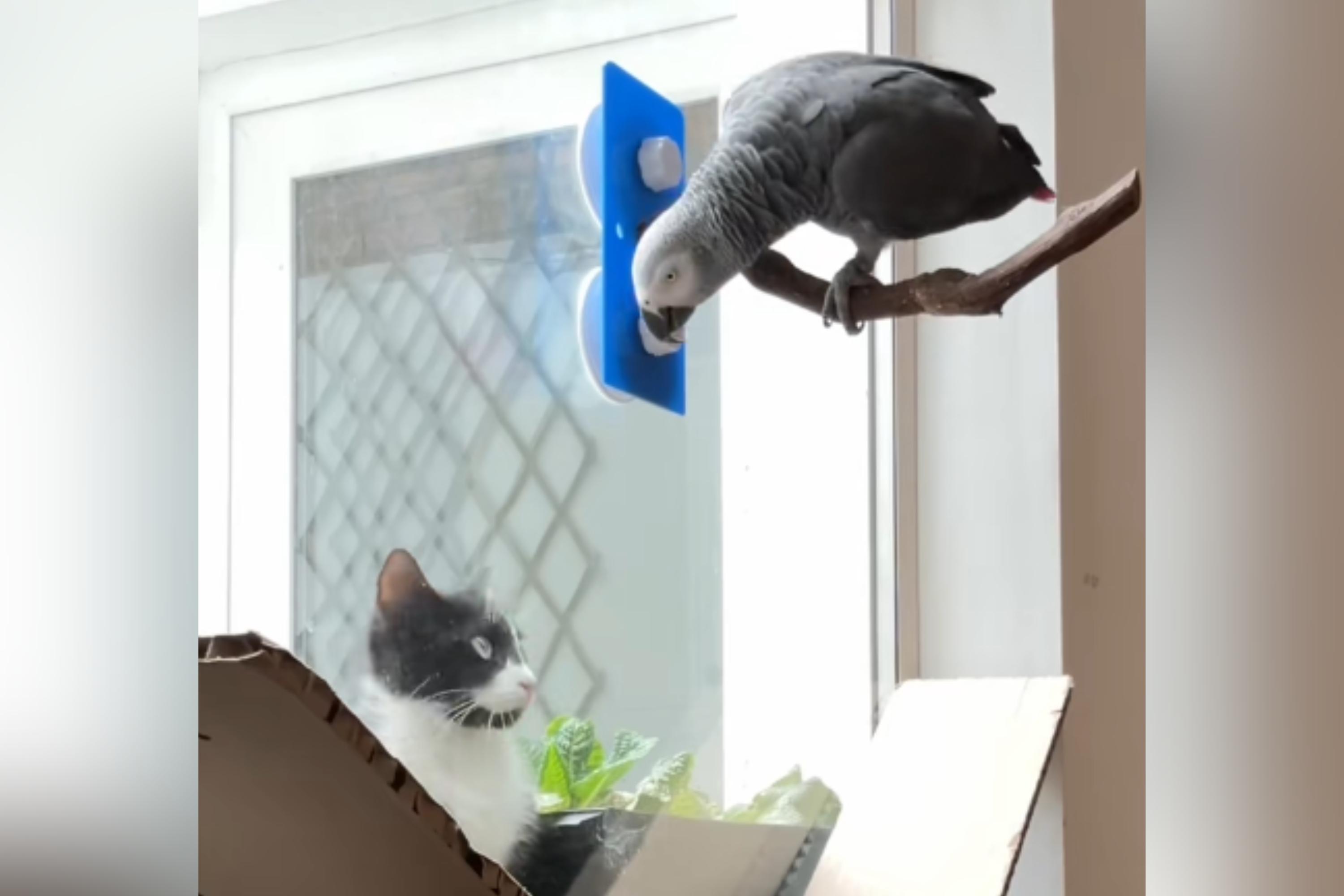 Parrot leaves viewers speechless as he chats to local cat: 'best friend'