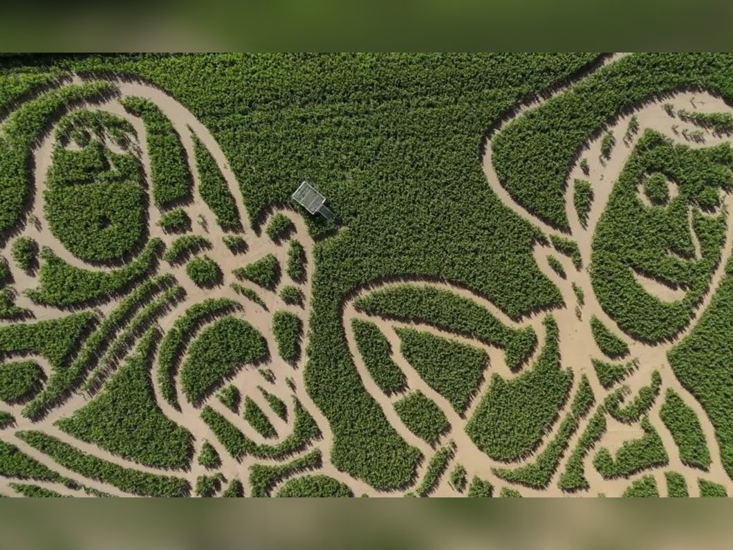 Maze celebrates "Toy Story": Woody, Buzz and Co. lost in the maize