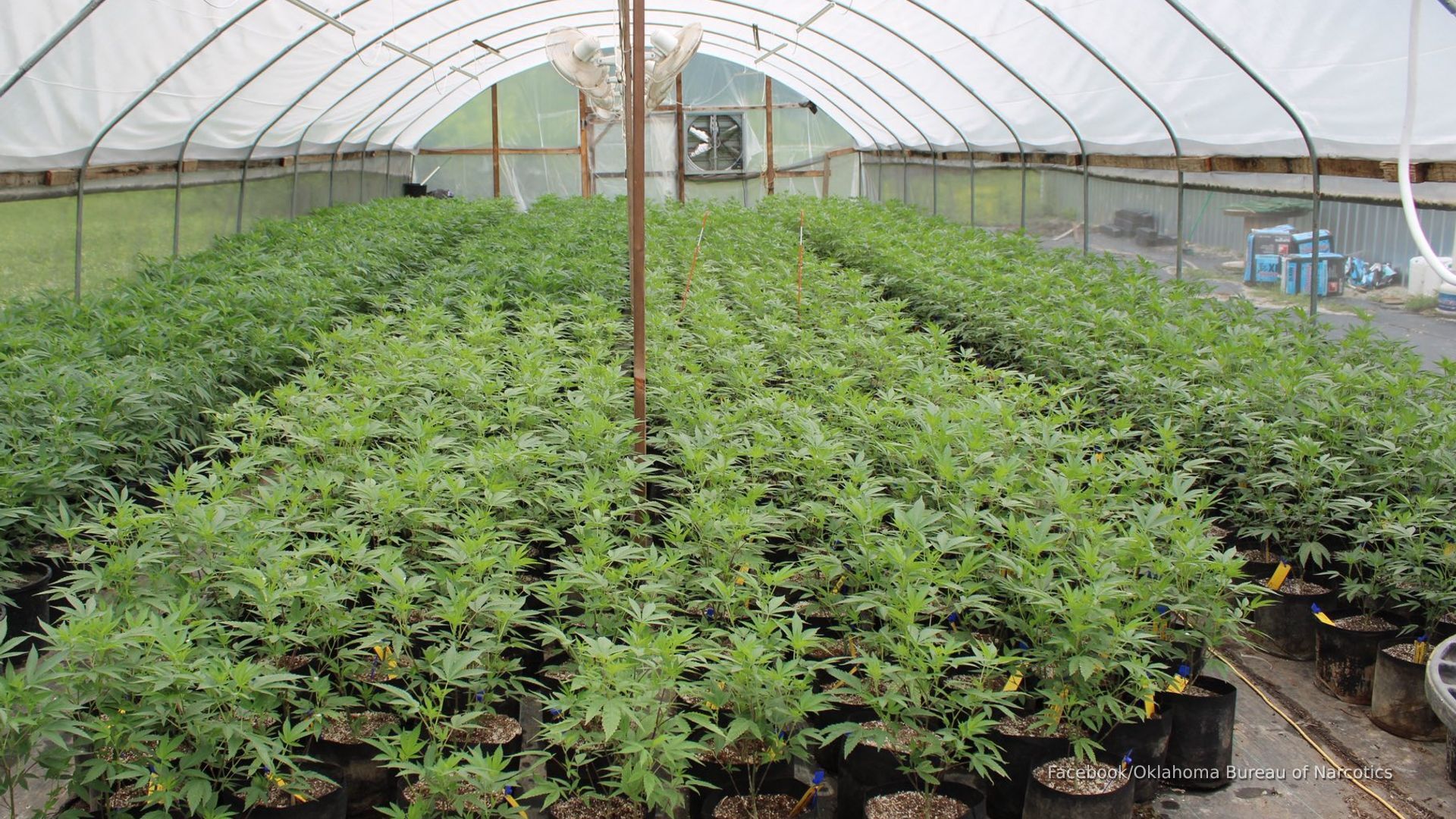 US to ban farmland sales to China as Chinese-backed marijuana grows