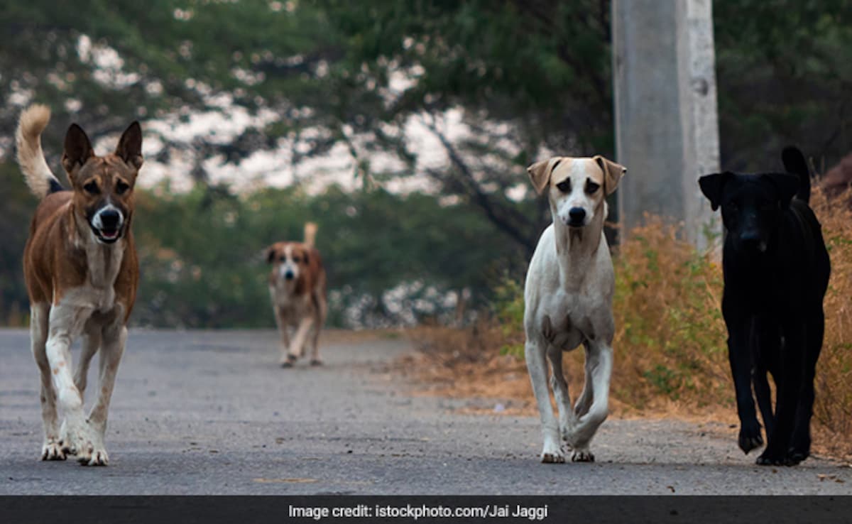 Karnataka biker crashes into wall after being chased by stray dog, dies