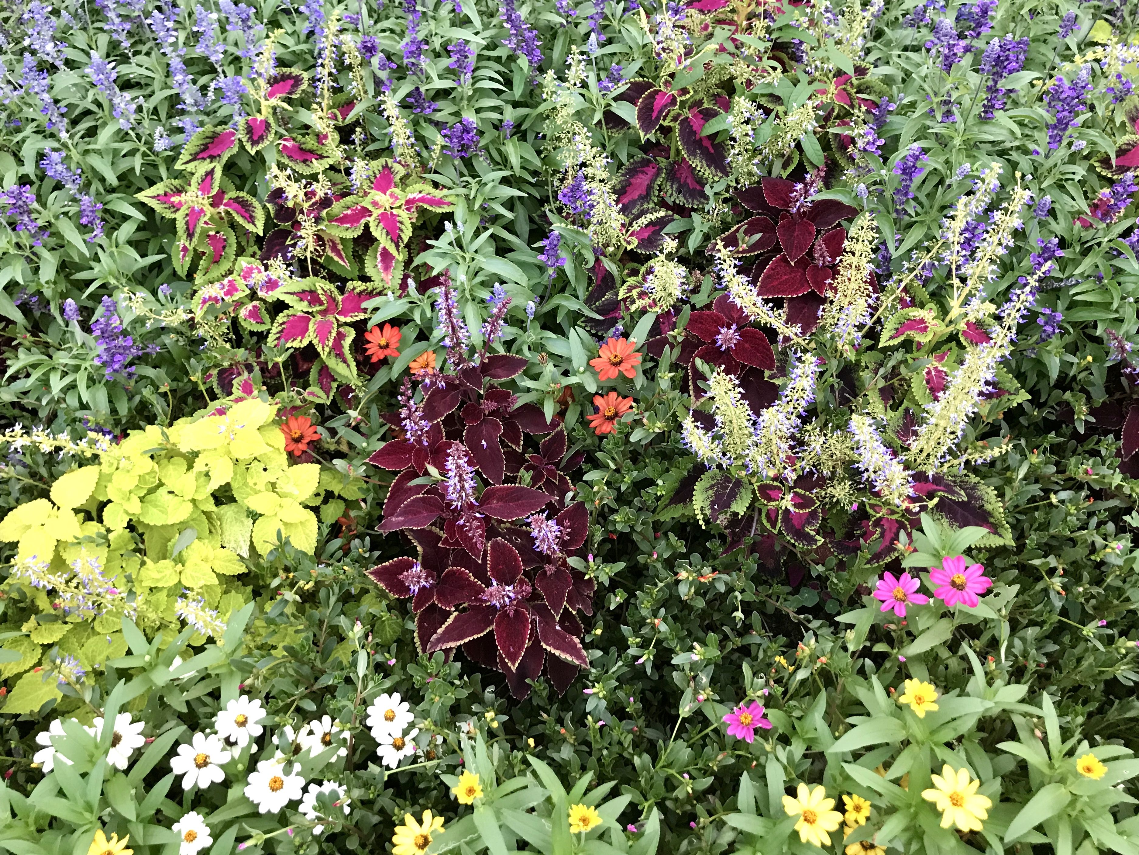12 Flowers and Veggies to Plant THIS Weekend for a Beautiful Summer Garden